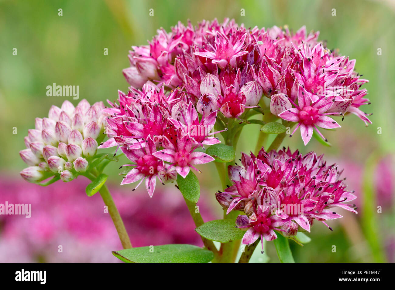 Orpine hi-res stock photography and images - Alamy