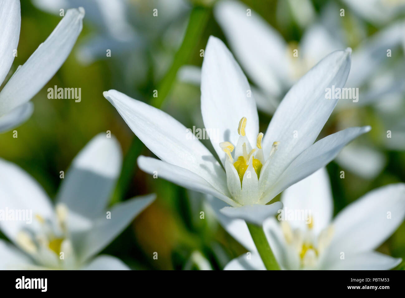 Star-of-Bethlehem (ornithogalum umbellatum), close up of a single ...