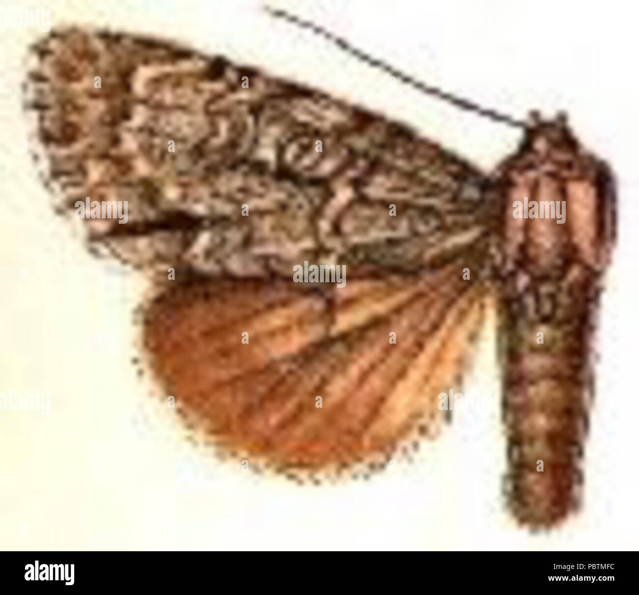 Spinigera hi-res stock photography and images - Alamy