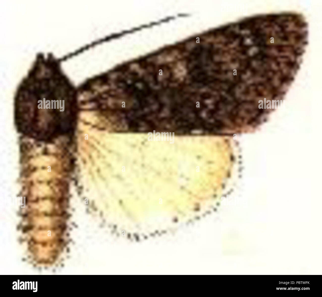 Tiena hi-res stock photography and images - Alamy