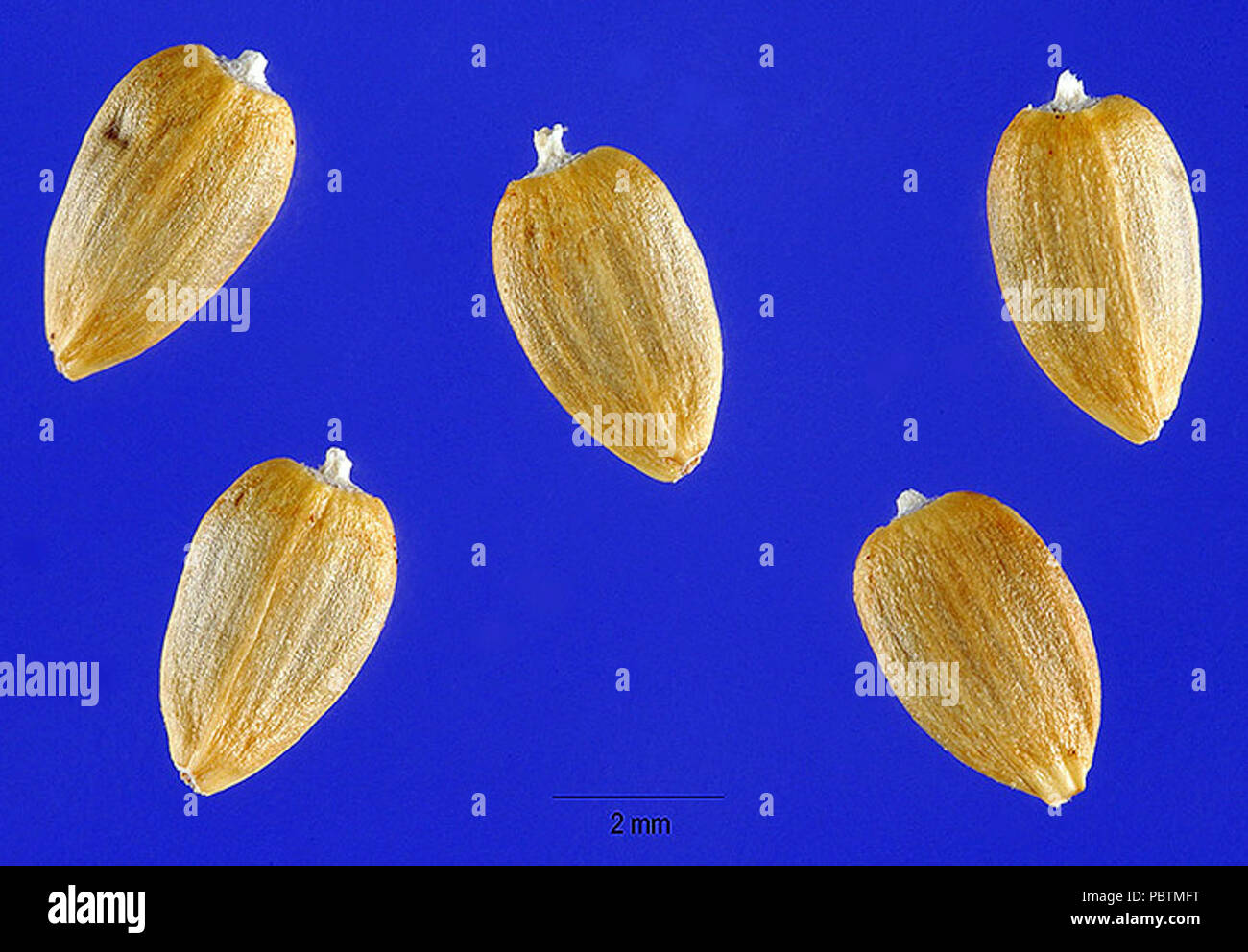 Acrop hi-res stock photography and images - Alamy