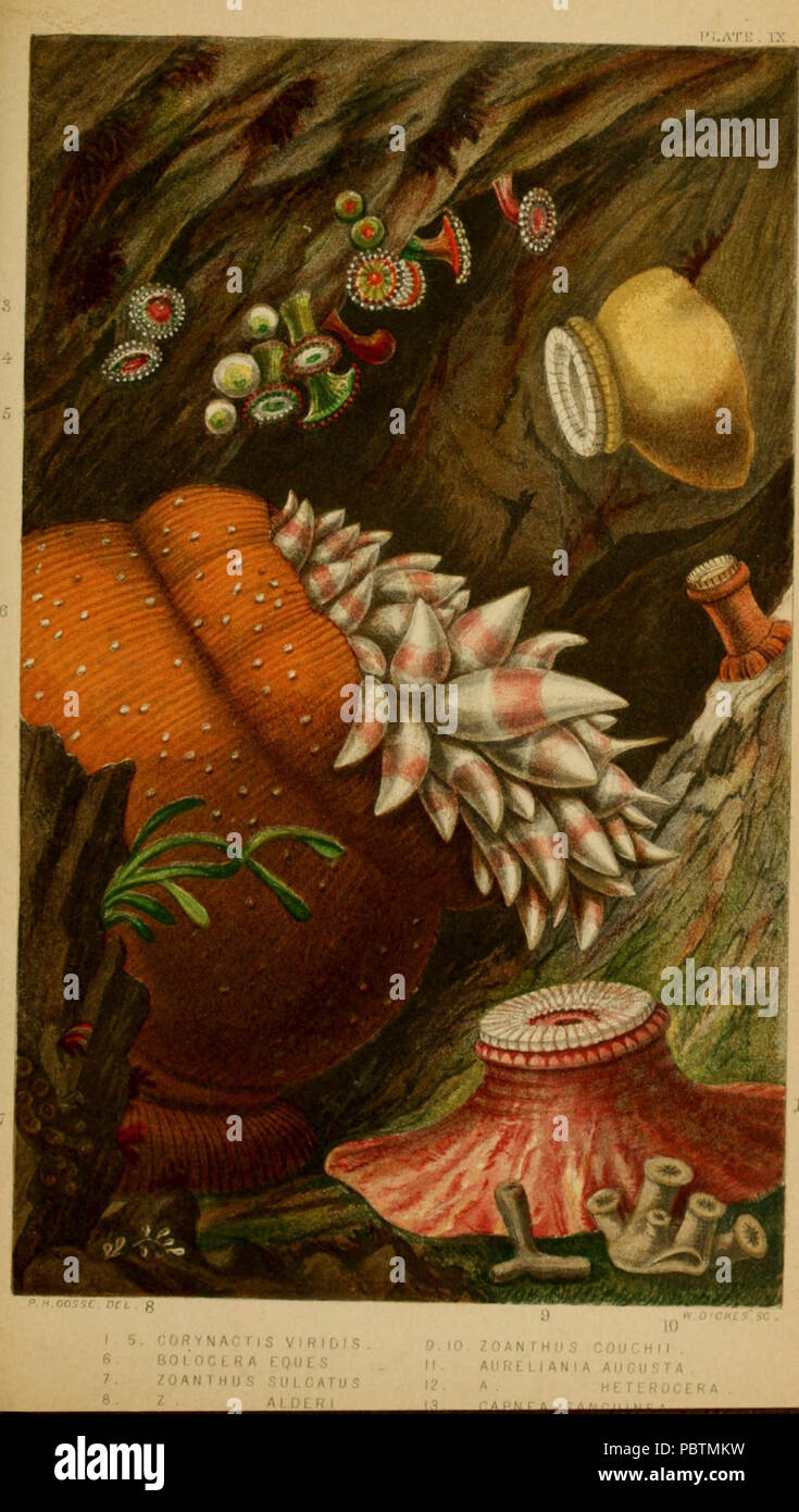 Actinologia britannica - a history of the British sea-anemones and ...