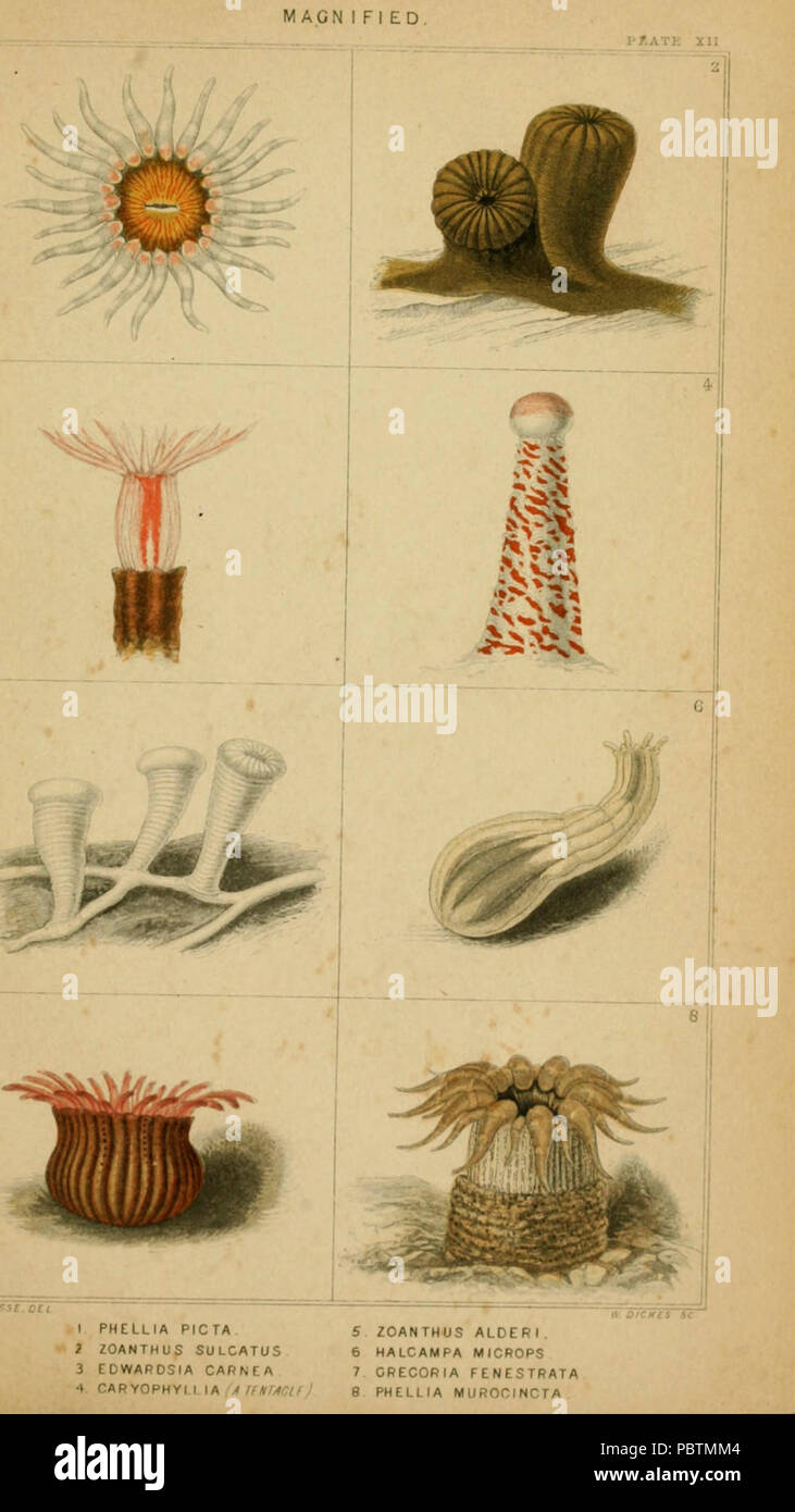 Actinologia britannica - a history of the British sea-anemones and ...