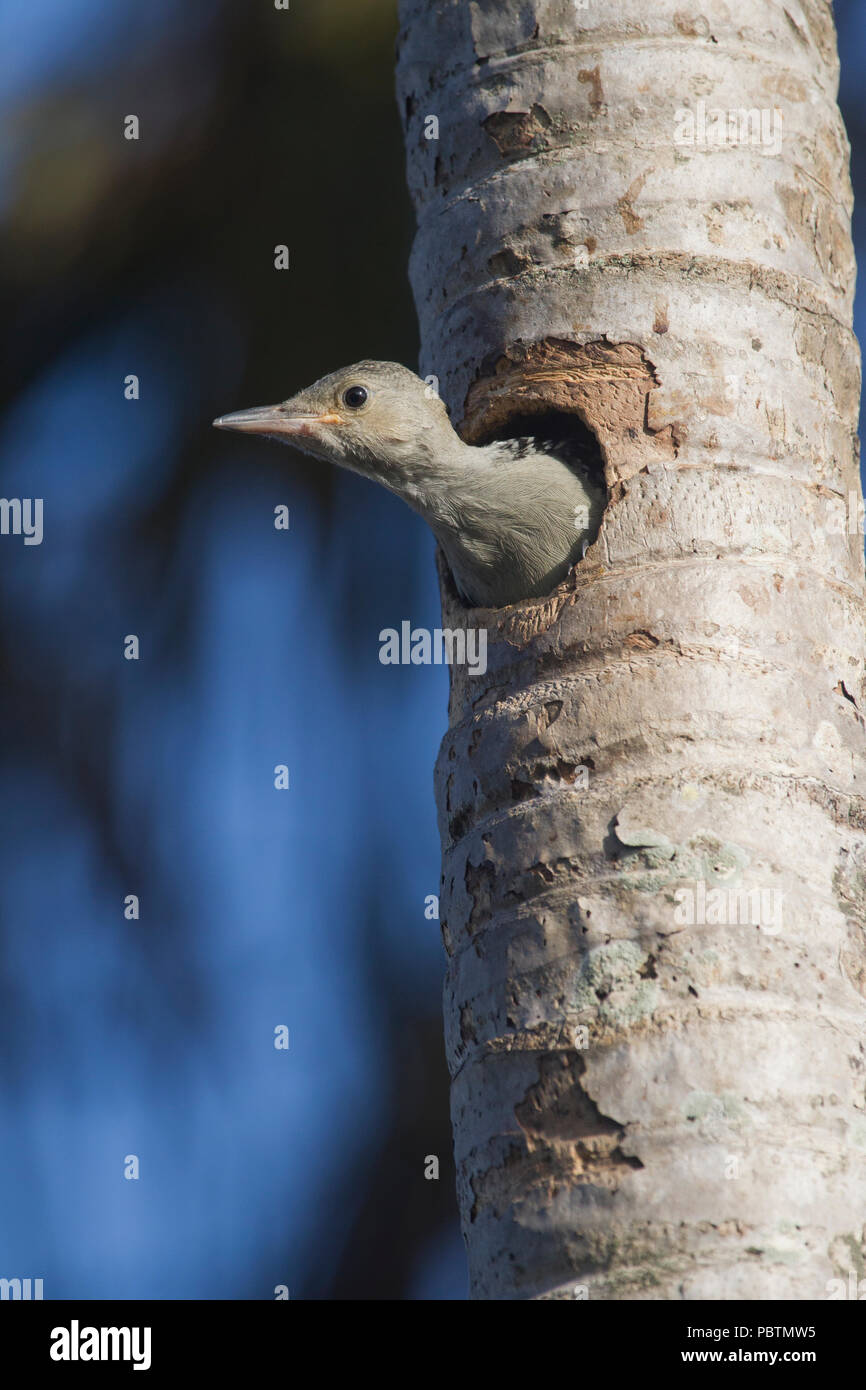Baby woodpecker hi-res stock photography and images - Alamy