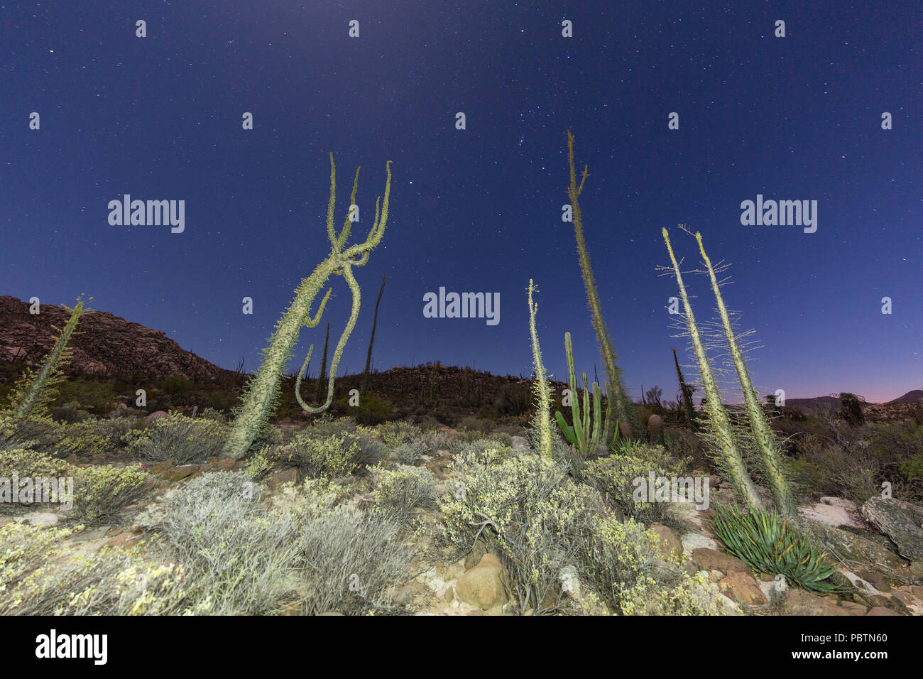 Boojum tree under the night sky, Fouquieria columnaris, Rancho Santa ...