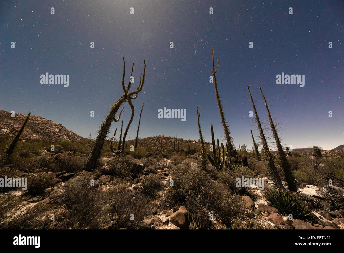 Boojum tree under the night sky, Fouquieria columnaris, Rancho Santa ...