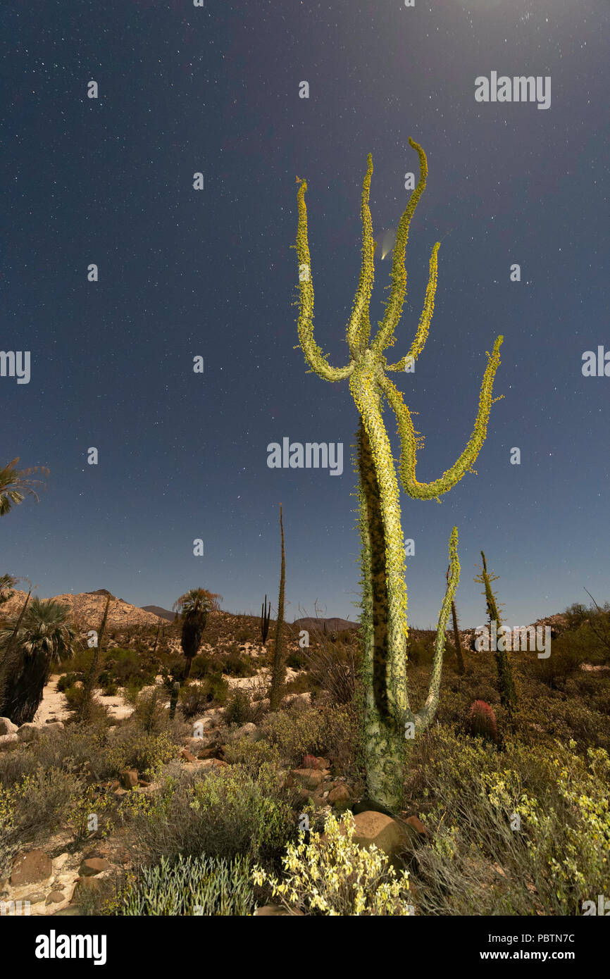 Boojum tree under the night sky, Fouquieria columnaris, Rancho Santa ...