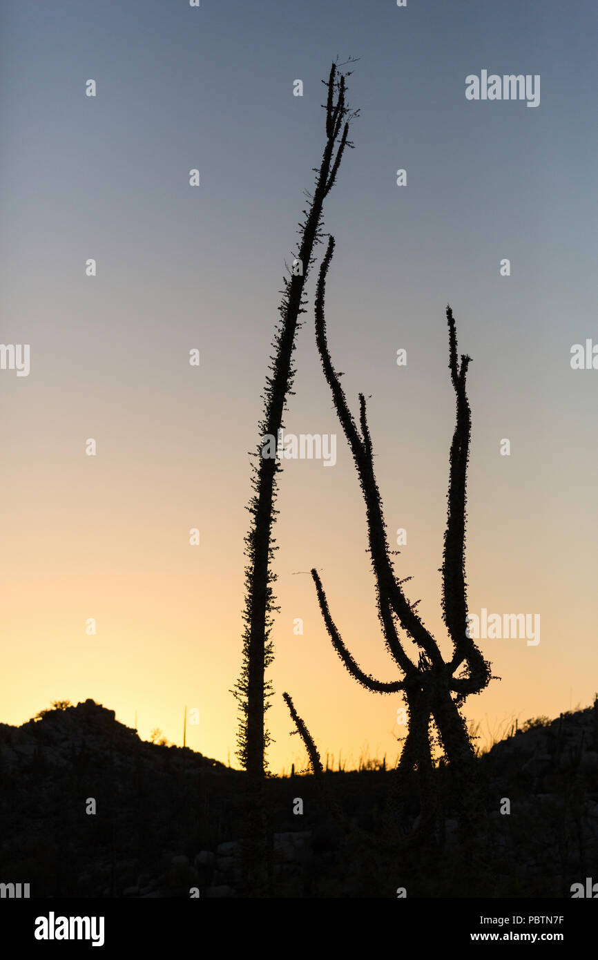 Boojum tree at sunset, also called Cirio, Fouquieria columnaris, Rancho ...