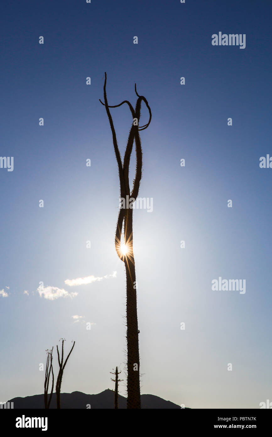 Boojum tree, cirio, Fouquieria columnaris, Bahia de los Angeles, Baja ...