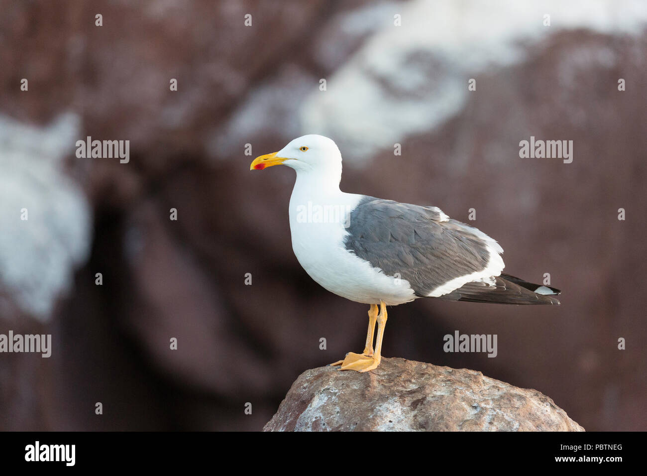 Adult yellow-footed gull, Larus livens, Isla Rasa, Baja California ...