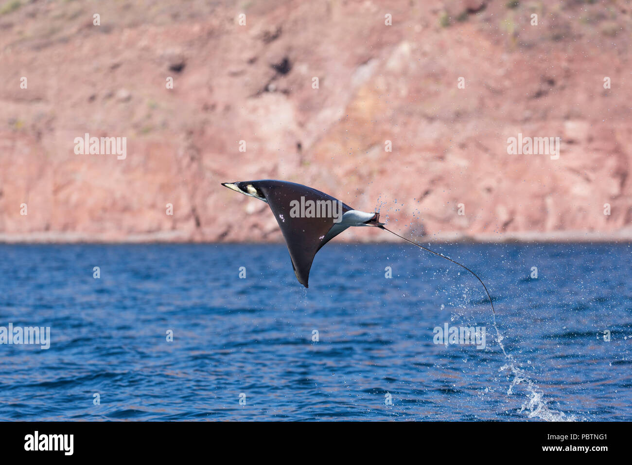 Flying stingrays hi-res stock photography and images - Alamy