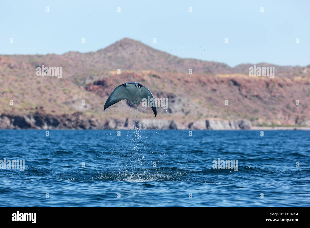 Adult Munk's pygmy devil ray, Mobula munkiana, leaping near Isla ...