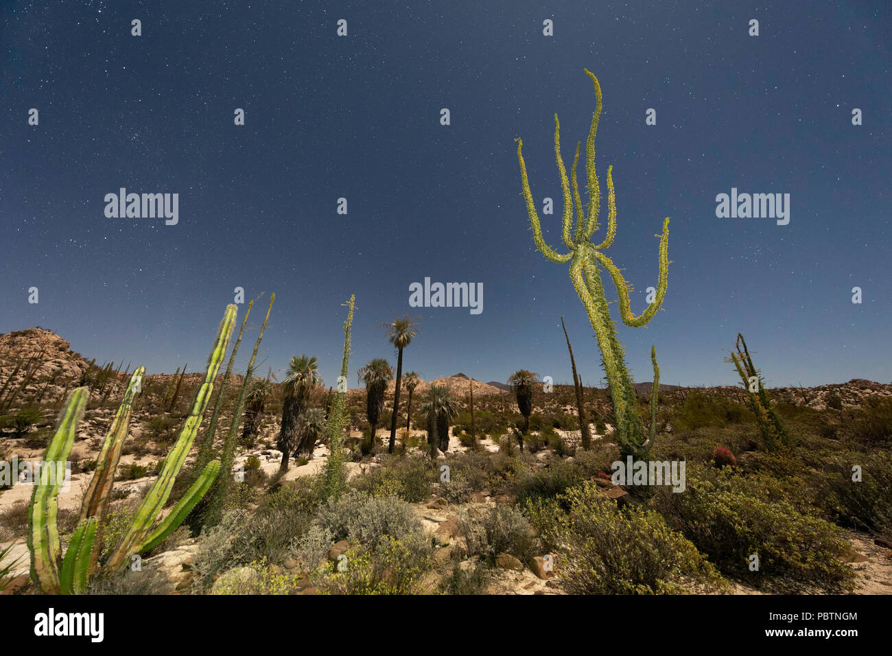 Boojum tree under the night sky, Fouquieria columnaris, Rancho Santa ...