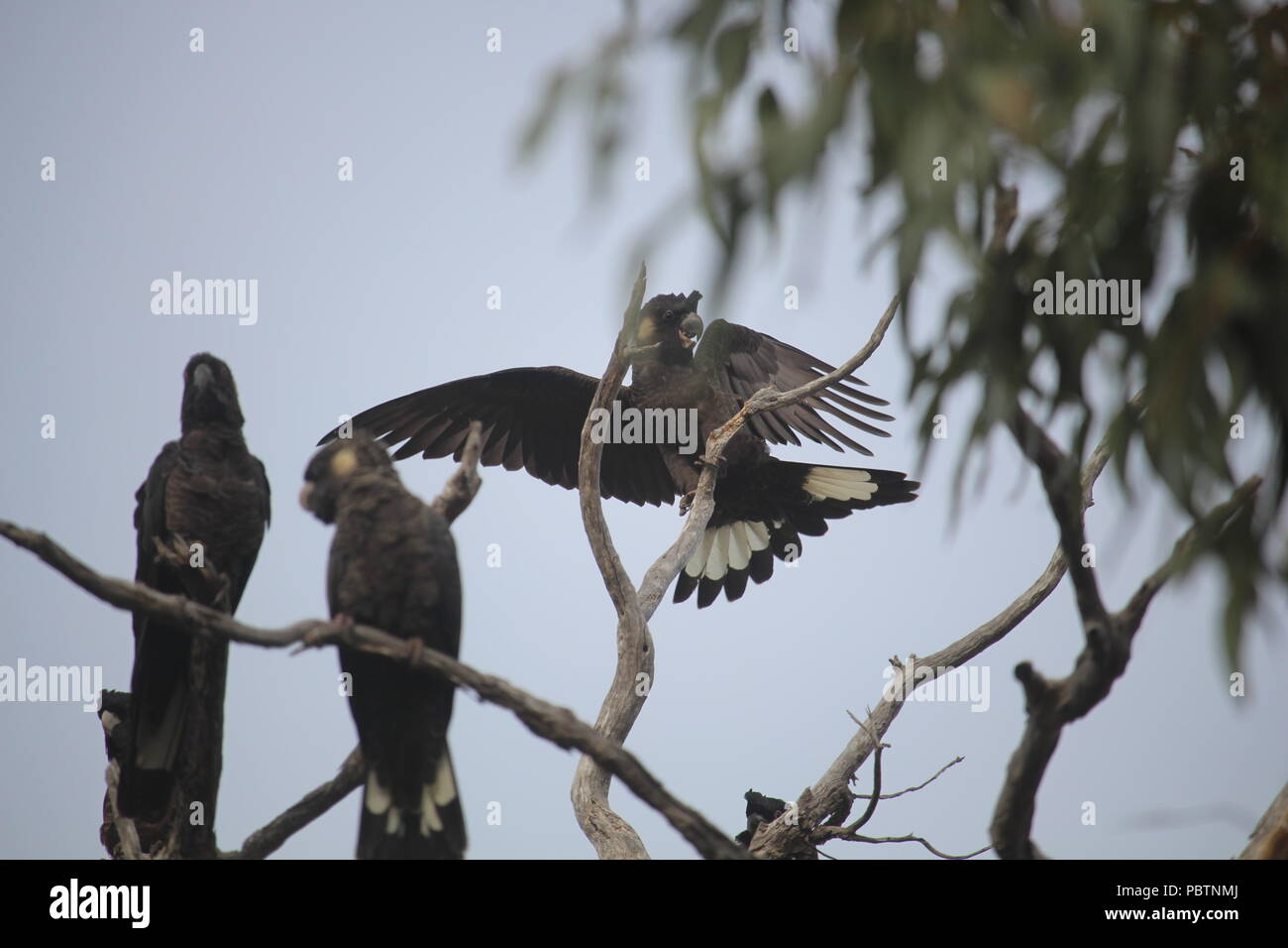 Carnabys Black Cockatoo High Resolution Stock Photography and Images ...