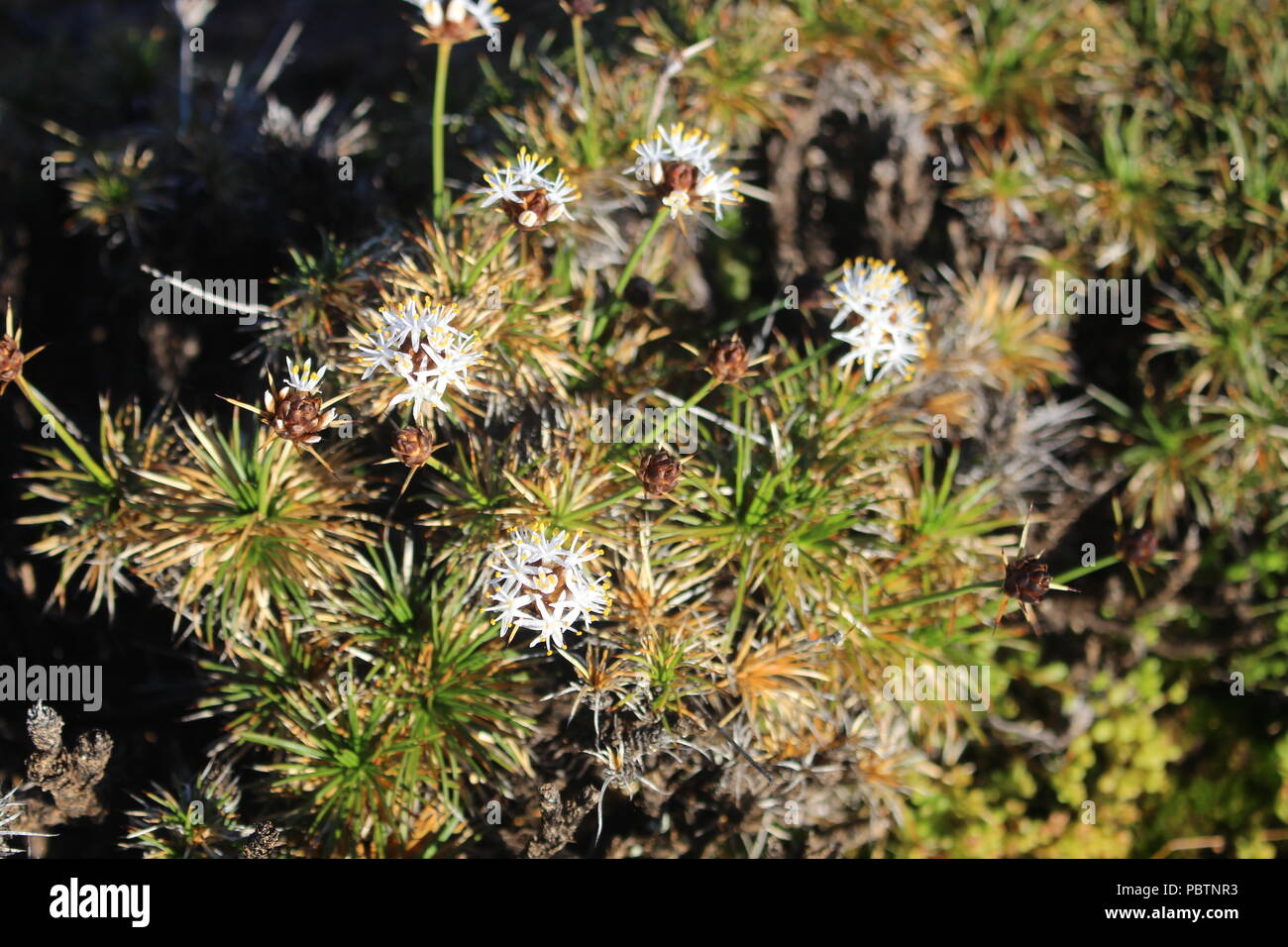 Australian Desert Flowers High Resolution Stock Photography and Images ...