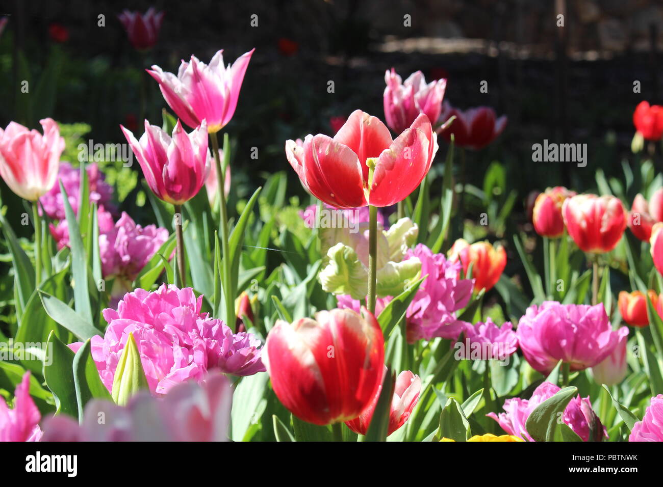 Araluen gardens hi-res stock photography and images - Alamy