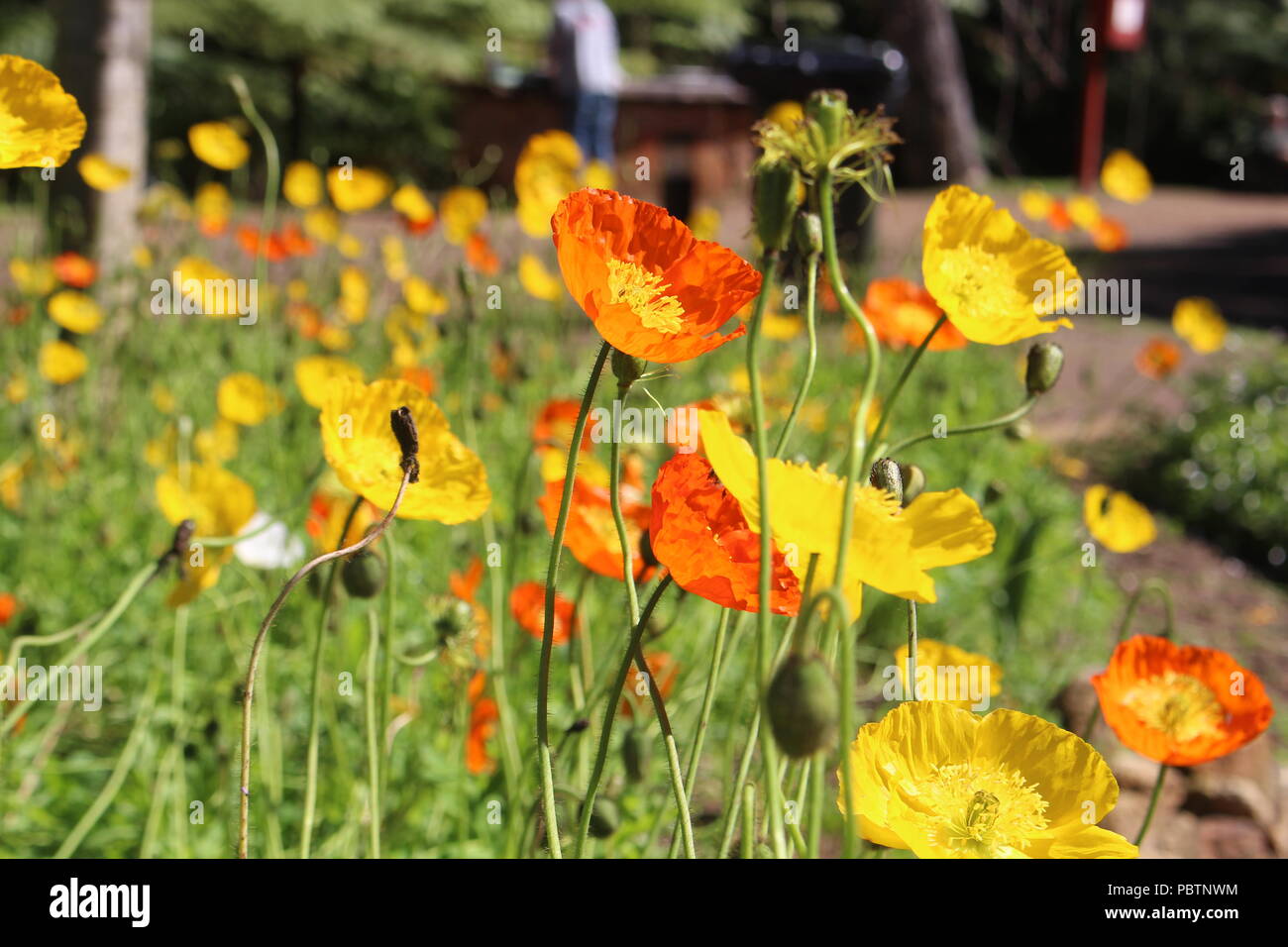 Yellow poppy hi-res stock photography and images - Alamy