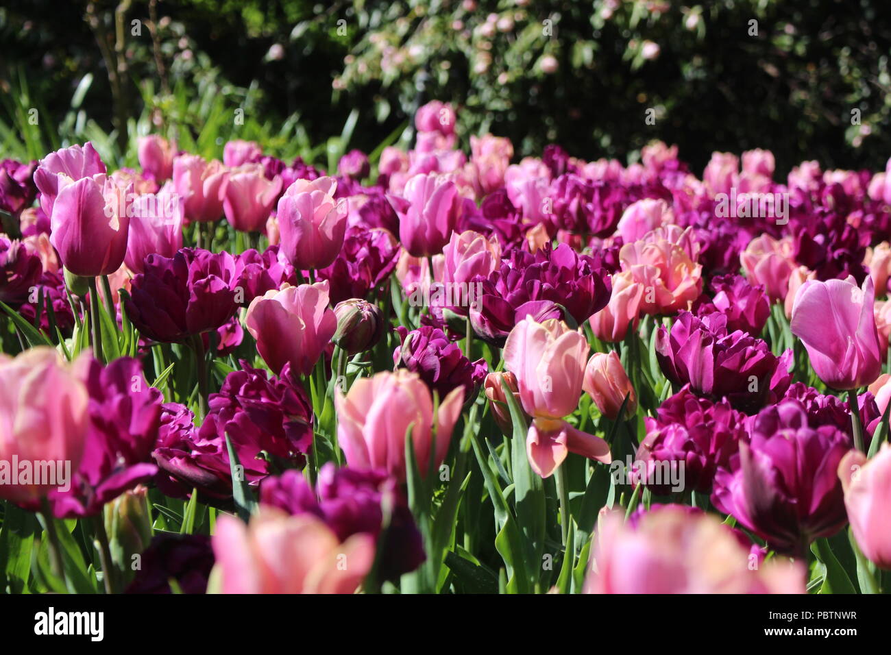 Araluen gardens hi-res stock photography and images - Alamy
