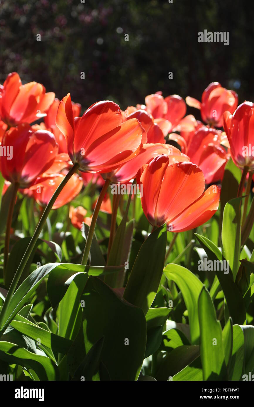 Tulip botanical hi-res stock photography and images - Alamy