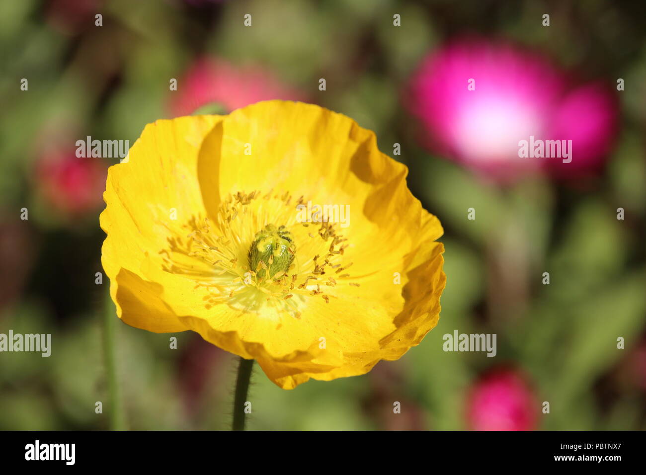 Poppy yellow flower hi-res stock photography and images - Alamy