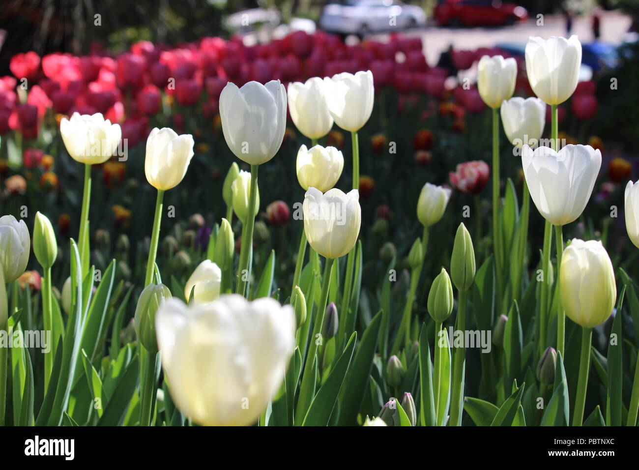 Tulips at Araluen Botanical Gardens Stock Photo - Alamy