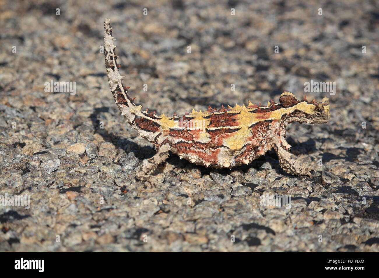 Spikey Lizard