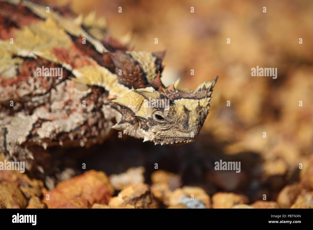 Thorny devil lizard hi-res stock photography and images - Alamy