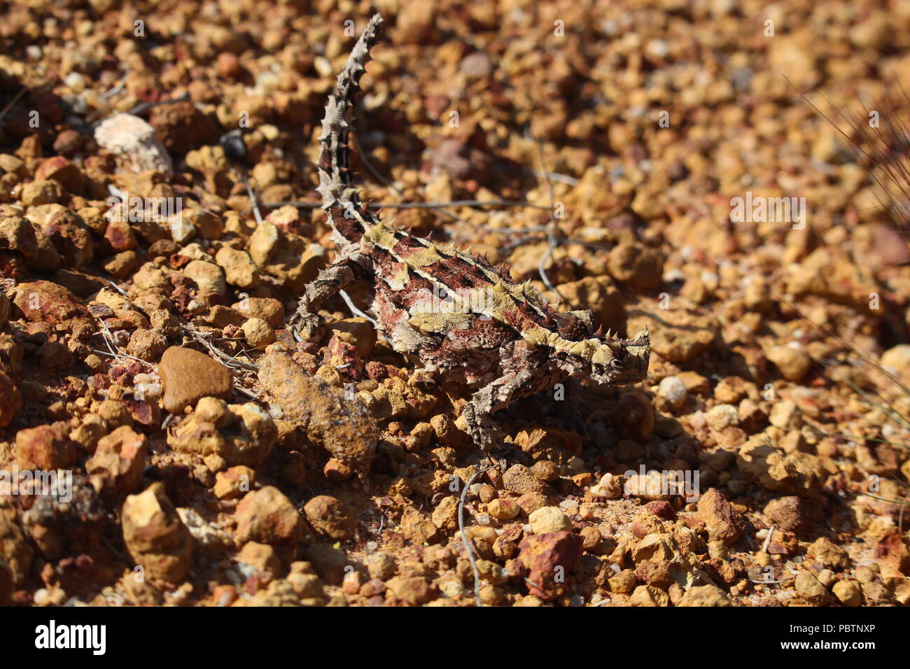 Thorny devil lizard hi-res stock photography and images - Alamy
