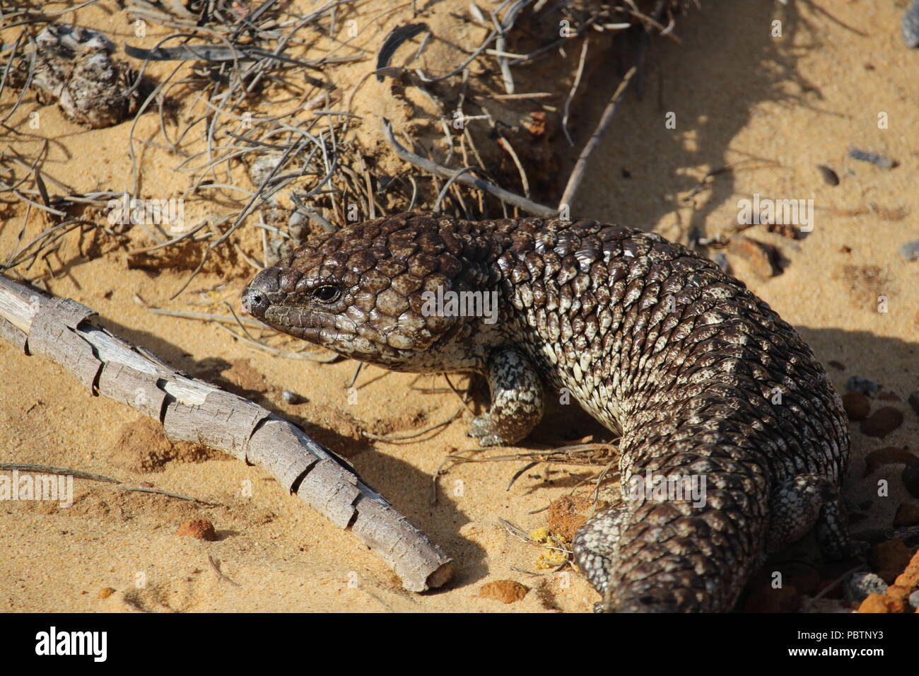 Bobtail lizard hi-res stock photography and images - Alamy