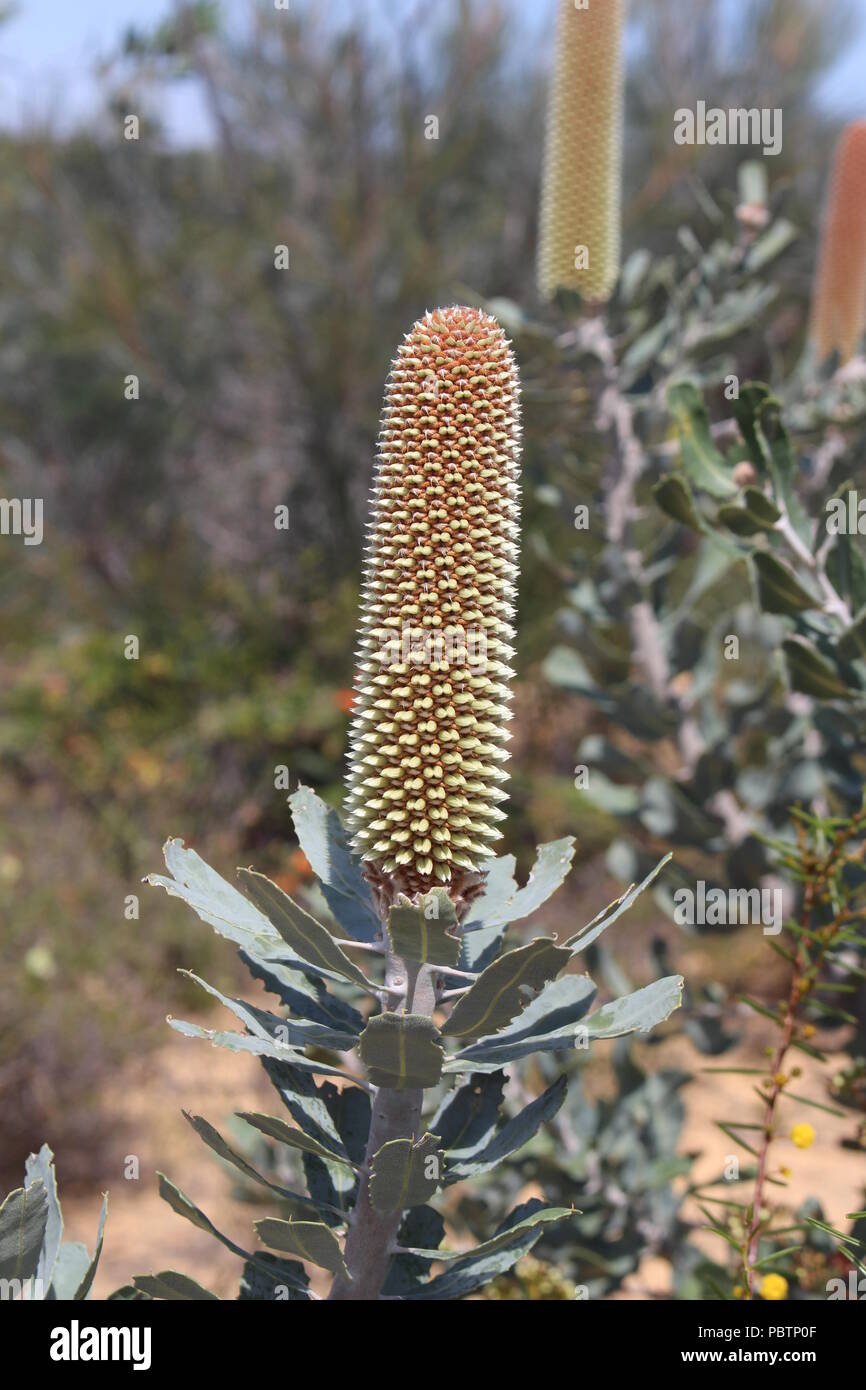 Banksia in Western Australia Stock Photo - Alamy