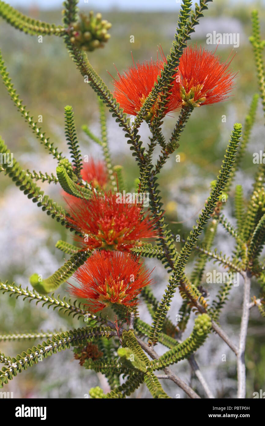 Wildflowers in Western Australia Stock Photo - Alamy