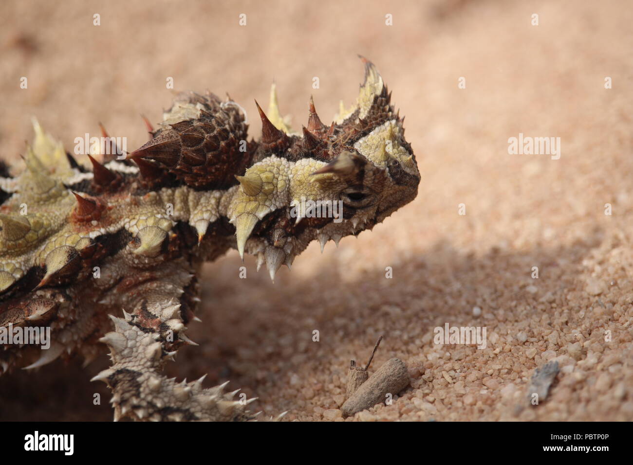 Australia mountain dragon hi-res stock photography and images - Alamy