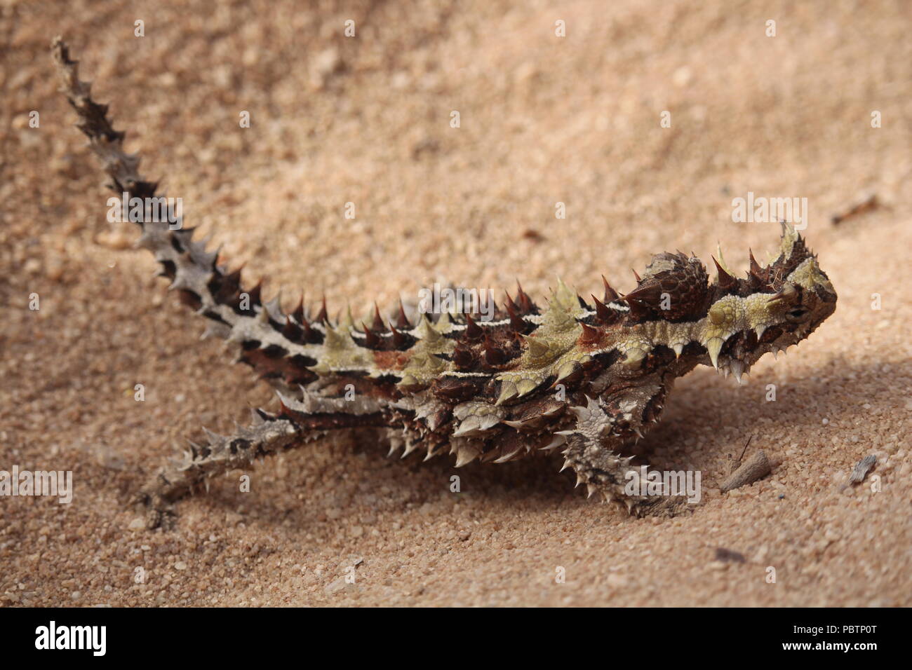 Thorny devil lizard hi-res stock photography and images - Alamy