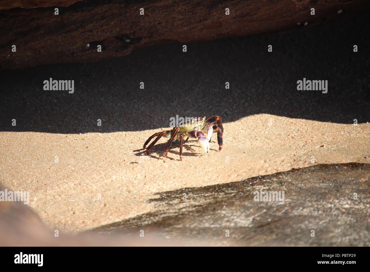 Crab in rockpool hi-res stock photography and images - Alamy