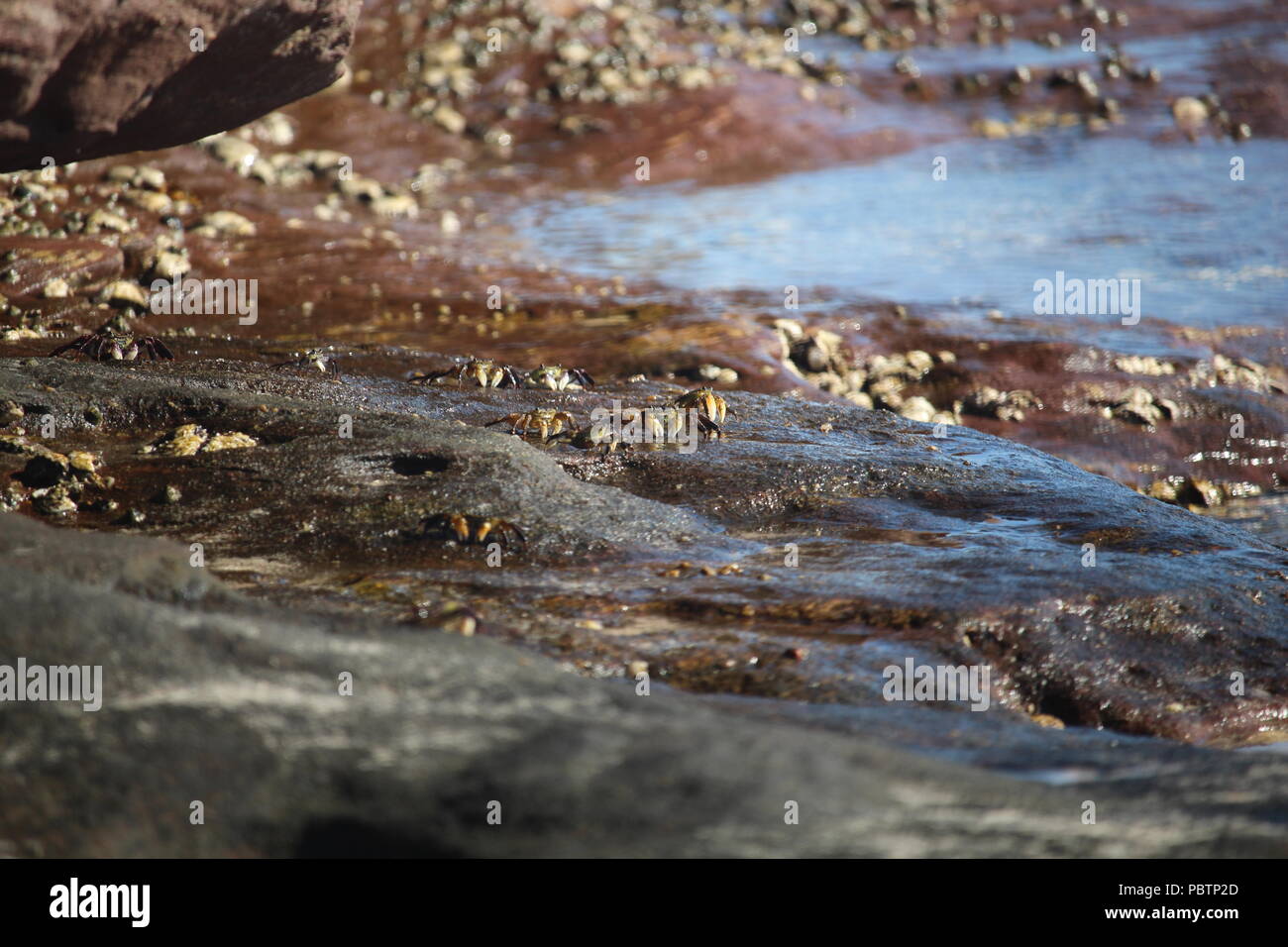Crabs in rockpool hi-res stock photography and images - Alamy