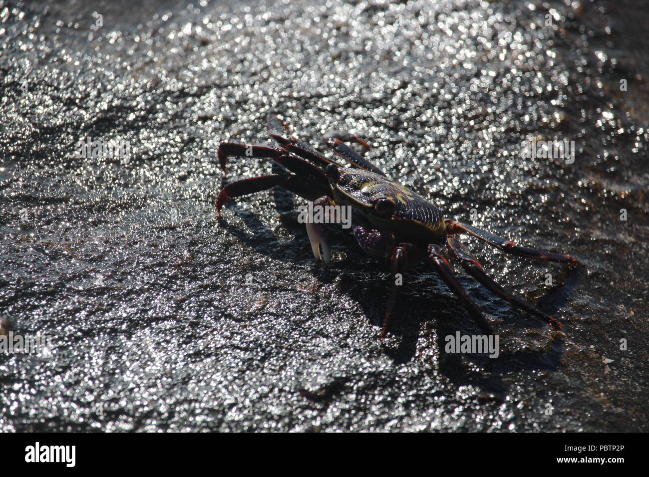 crabs in rockpool Stock Photo - Alamy