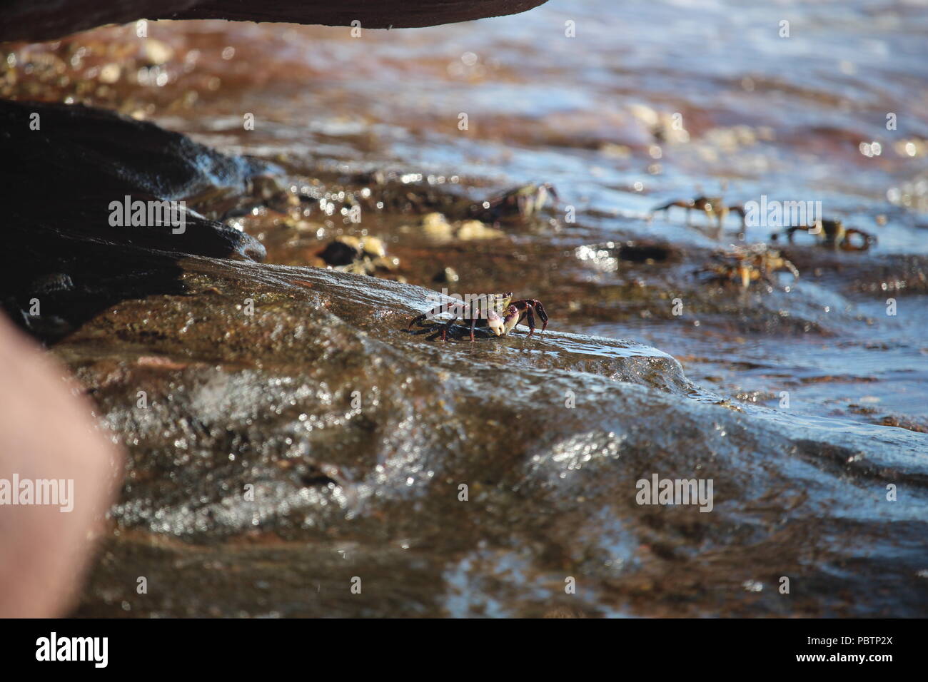Crab in rockpool hi-res stock photography and images - Alamy