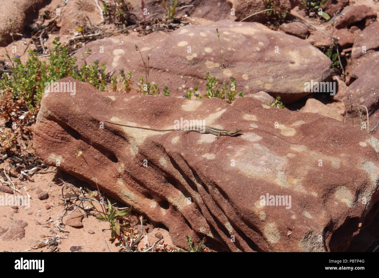 Lizard sunbaking on rocks Stock Photo - Alamy