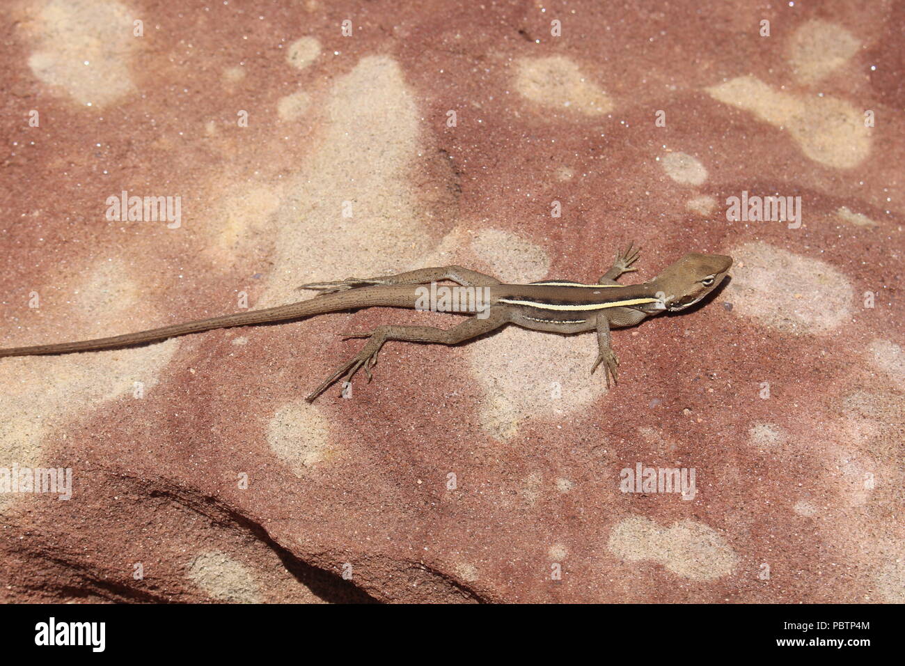 Sunbaking hi-res stock photography and images - Alamy