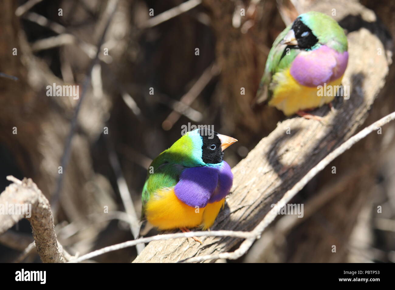 Lady Gouldian Finch Stock Photo - Alamy