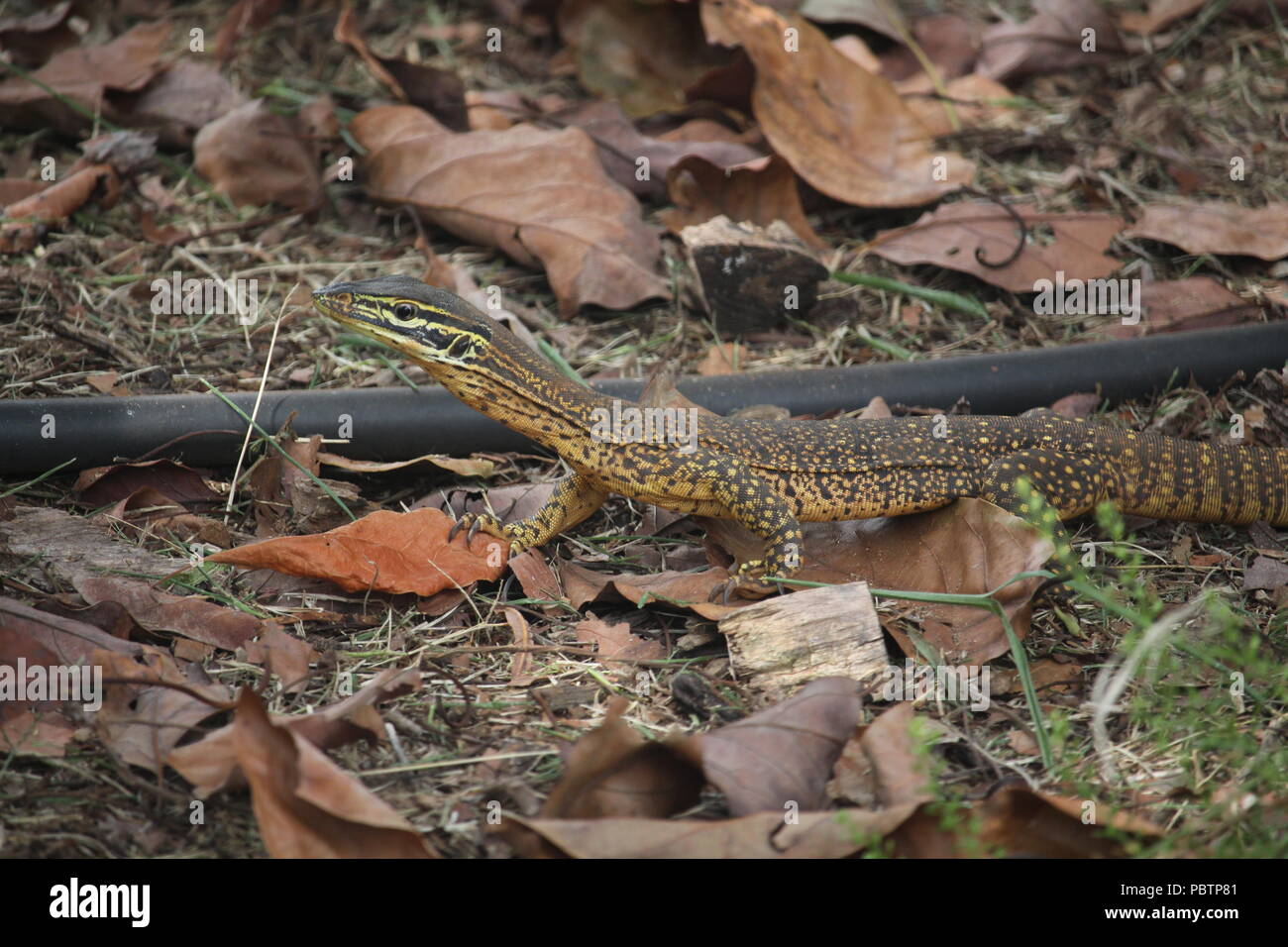 Perentie lizard in Queensland Stock Photo - Alamy