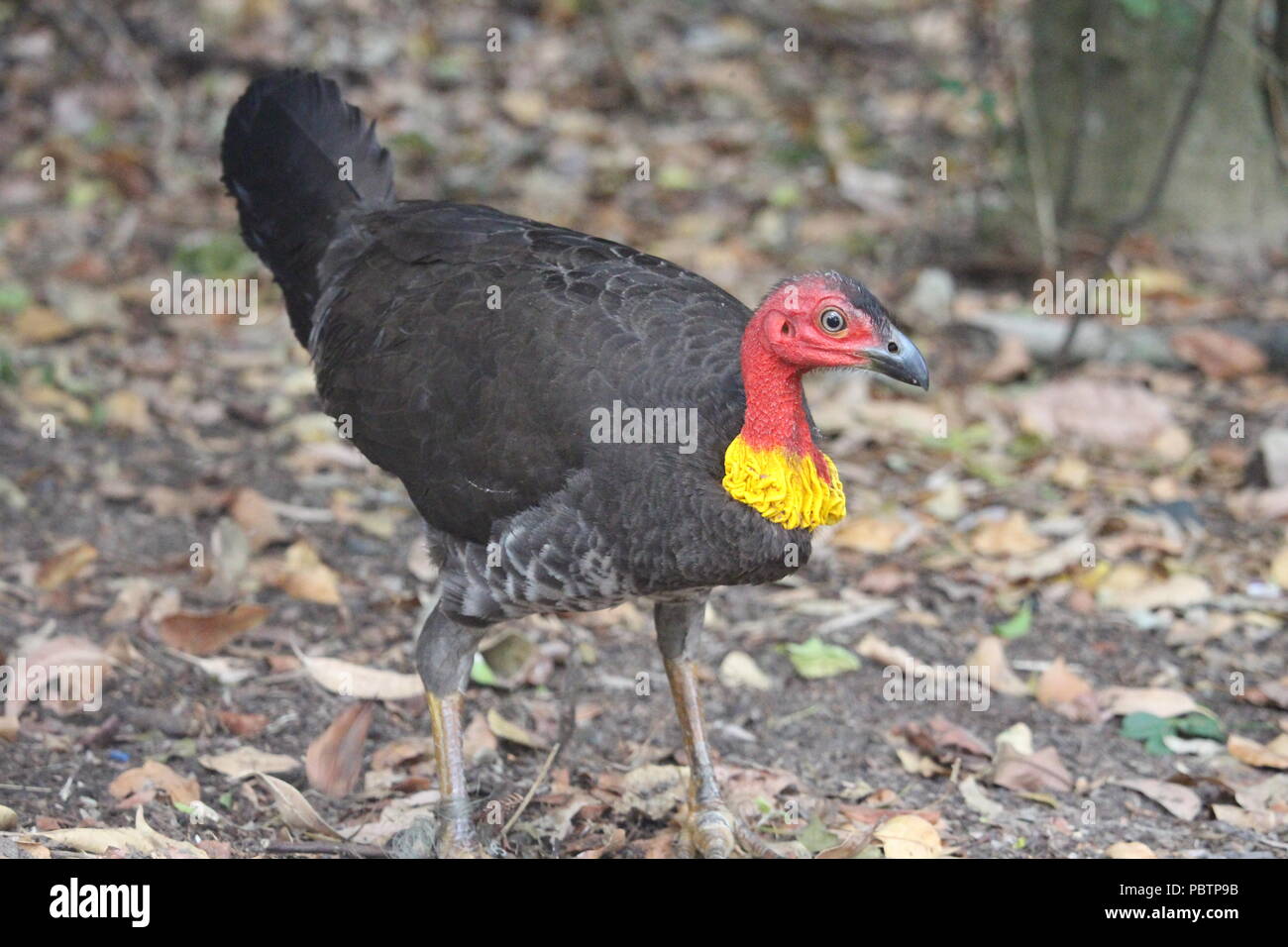 Australian bushturkey hi-res stock photography and images - Alamy