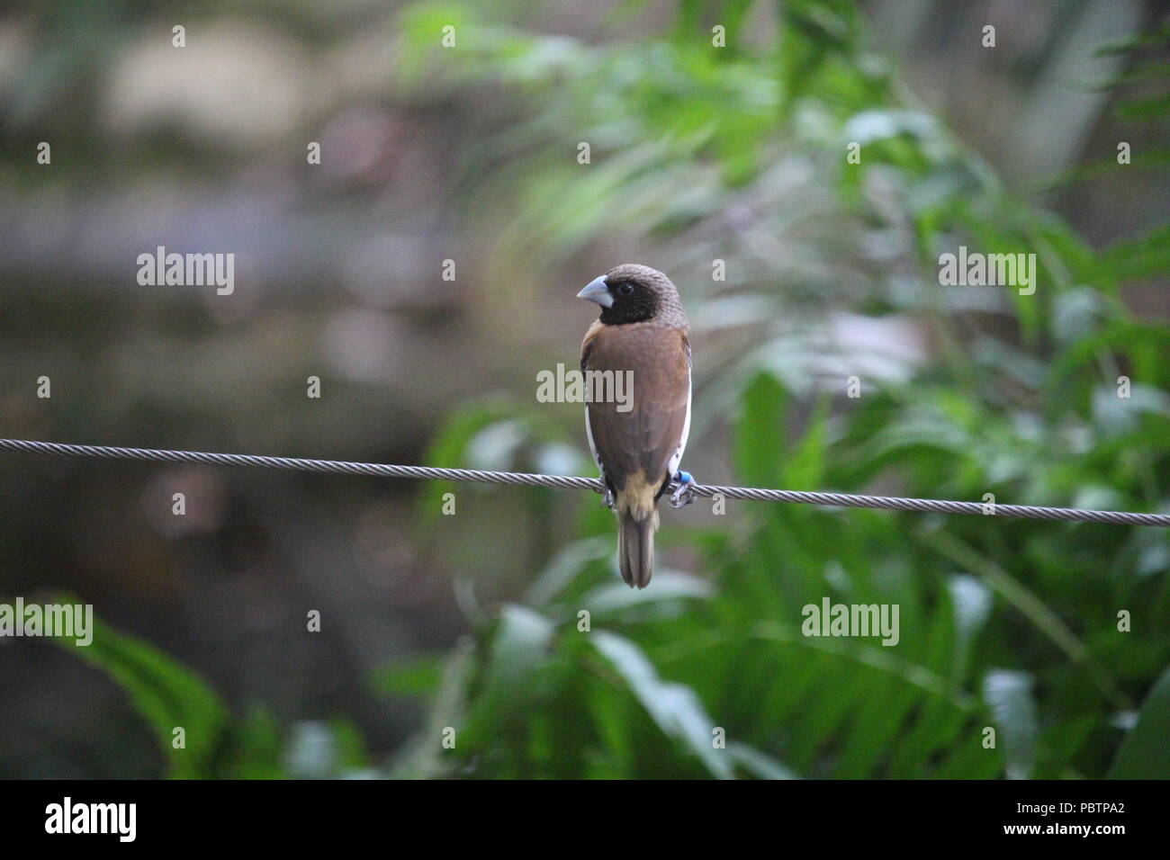 Mannikin chestnut breasted finch Stock Photo - Alamy