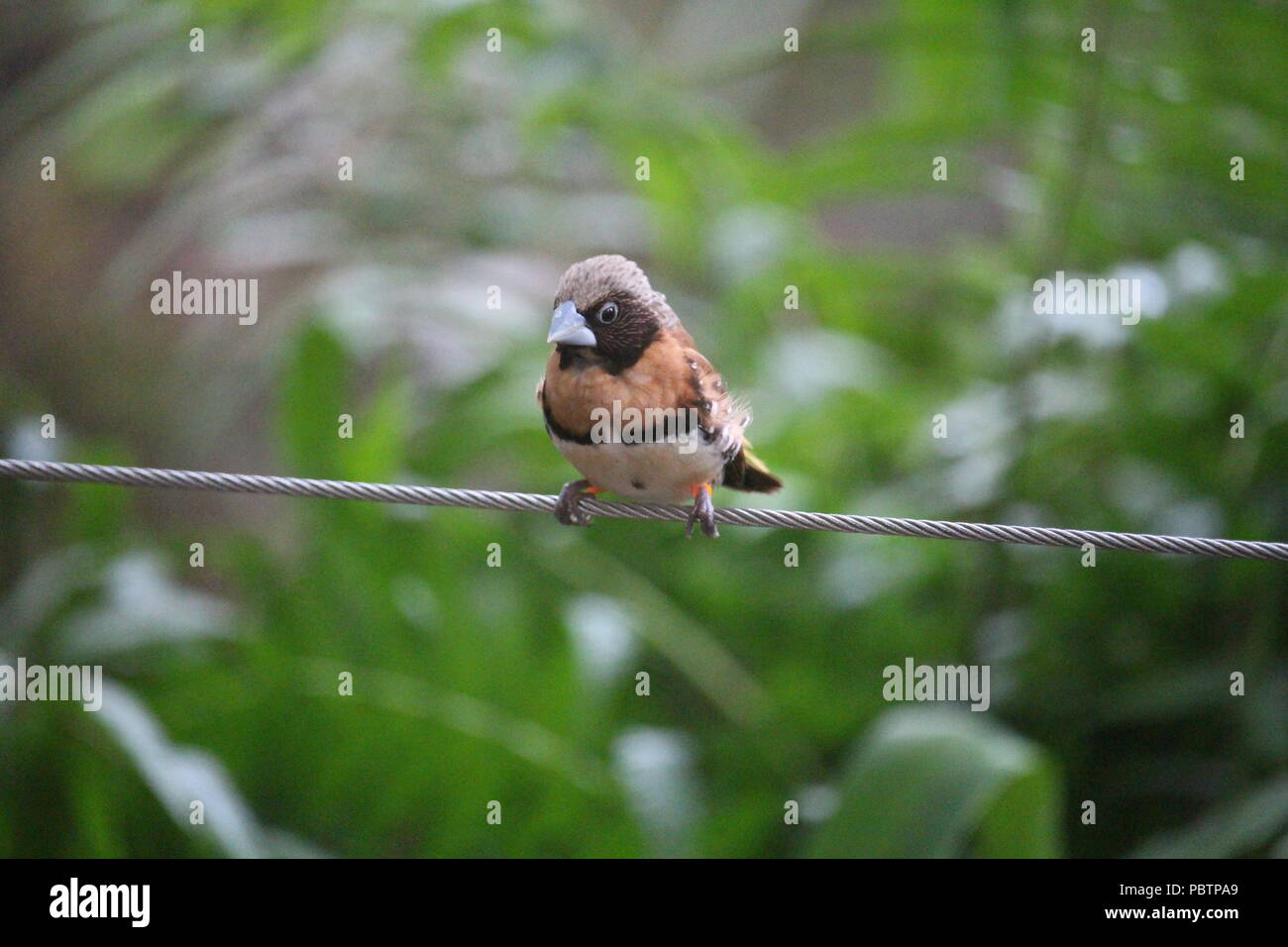 Australian finch hi-res stock photography and images - Alamy
