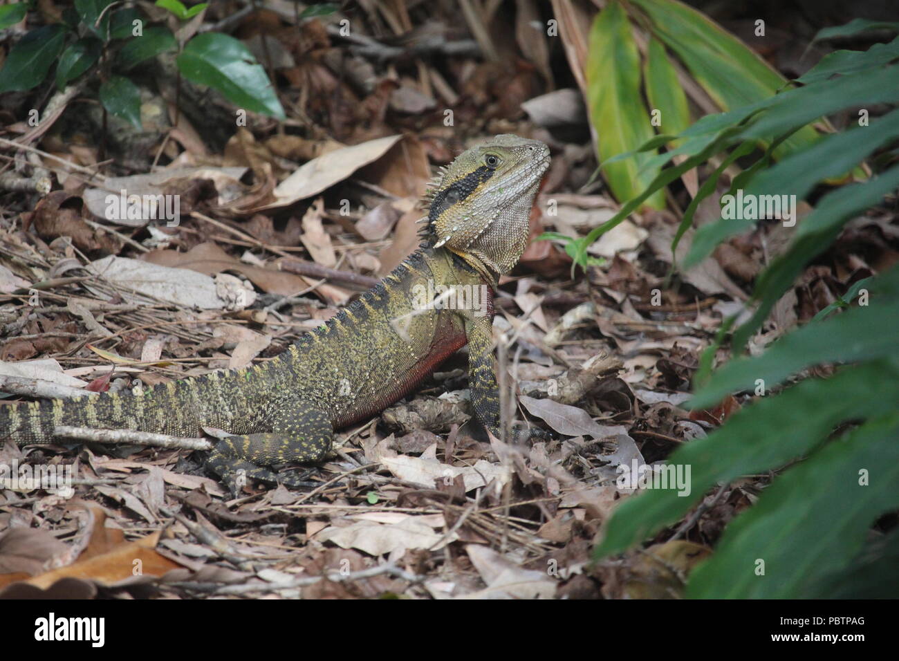 Currumbin wildlife sanctuary hi-res stock photography and images - Alamy
