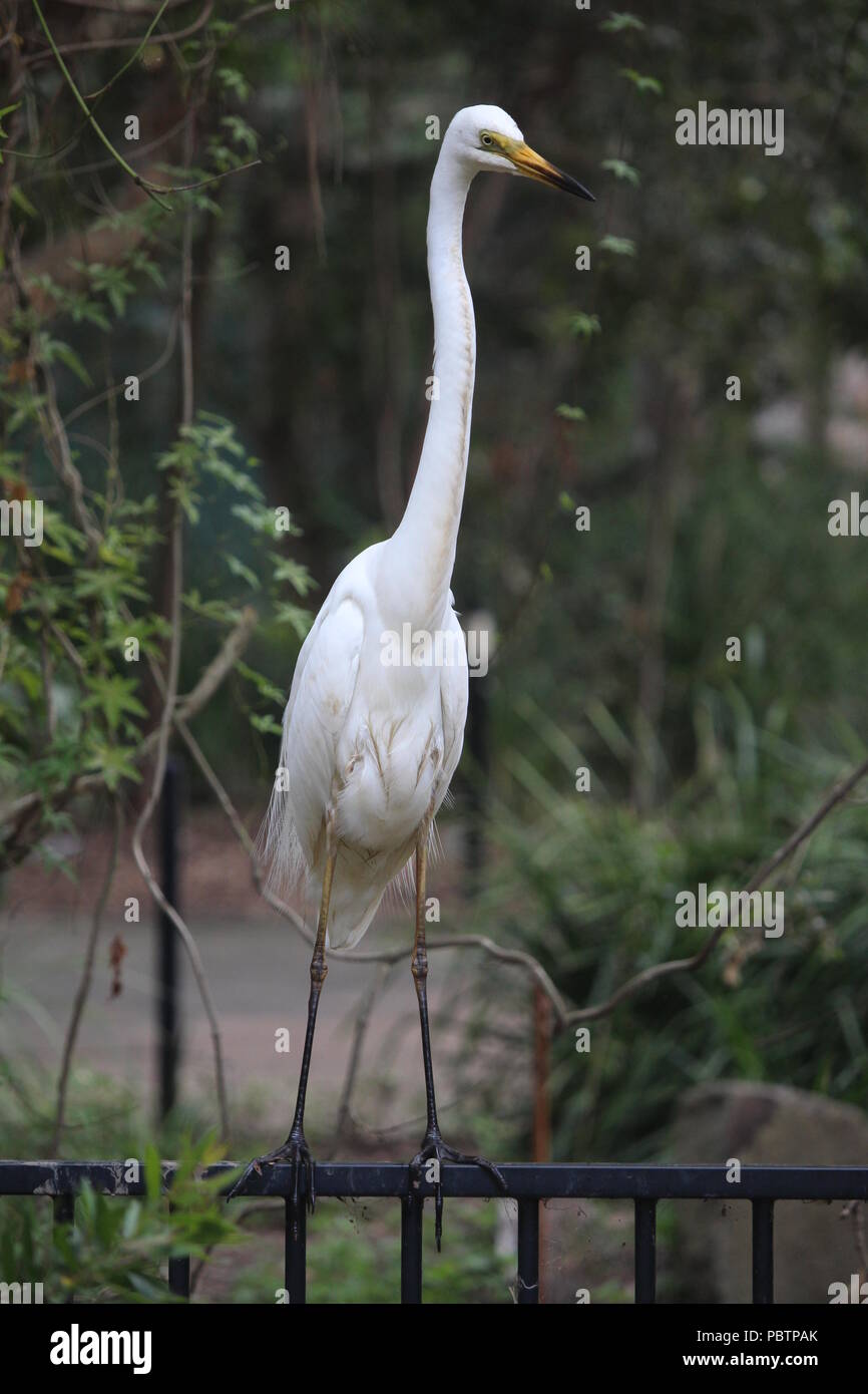 Great egret or common egret Stock Photo - Alamy