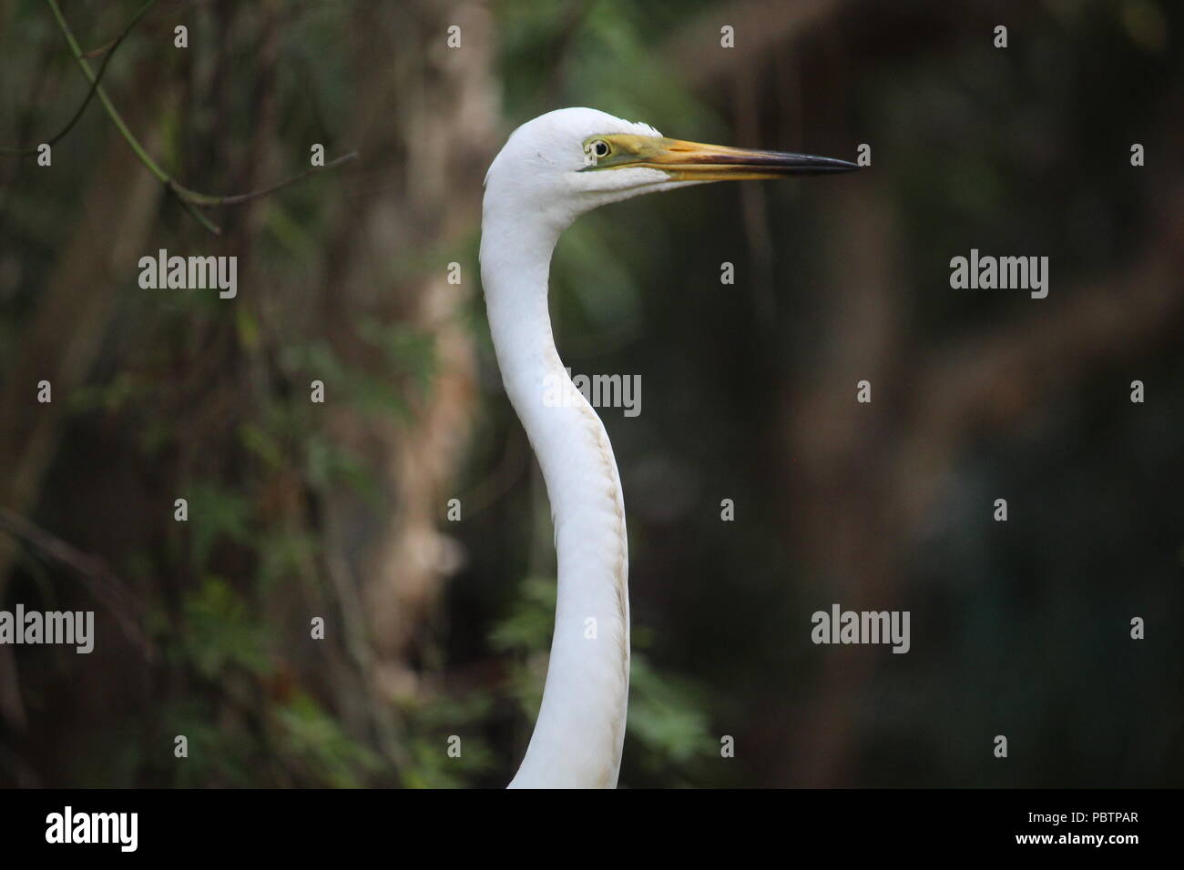 Great egret or common egret Stock Photo - Alamy