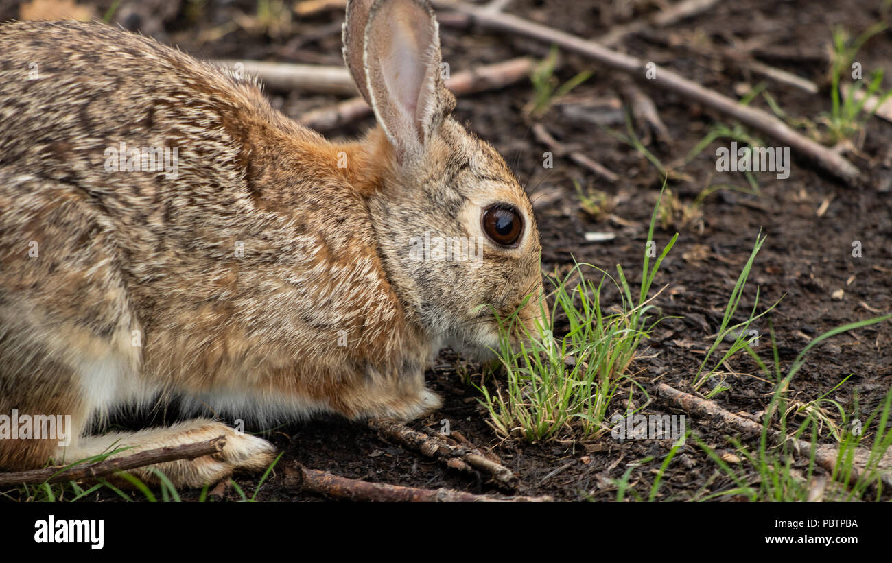Cottontail rabbit, Sylvilagus, feeding on grass Lakewood, Colorado USA ...