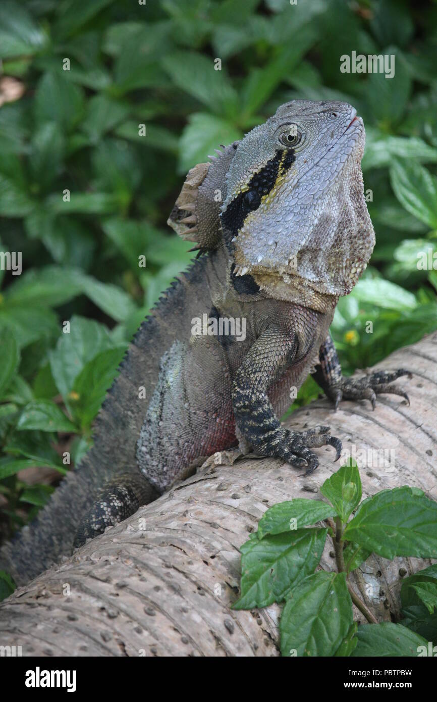 Lizard, Currumbin Wildlife Sanctuary, Australia Stock Photo - Alamy