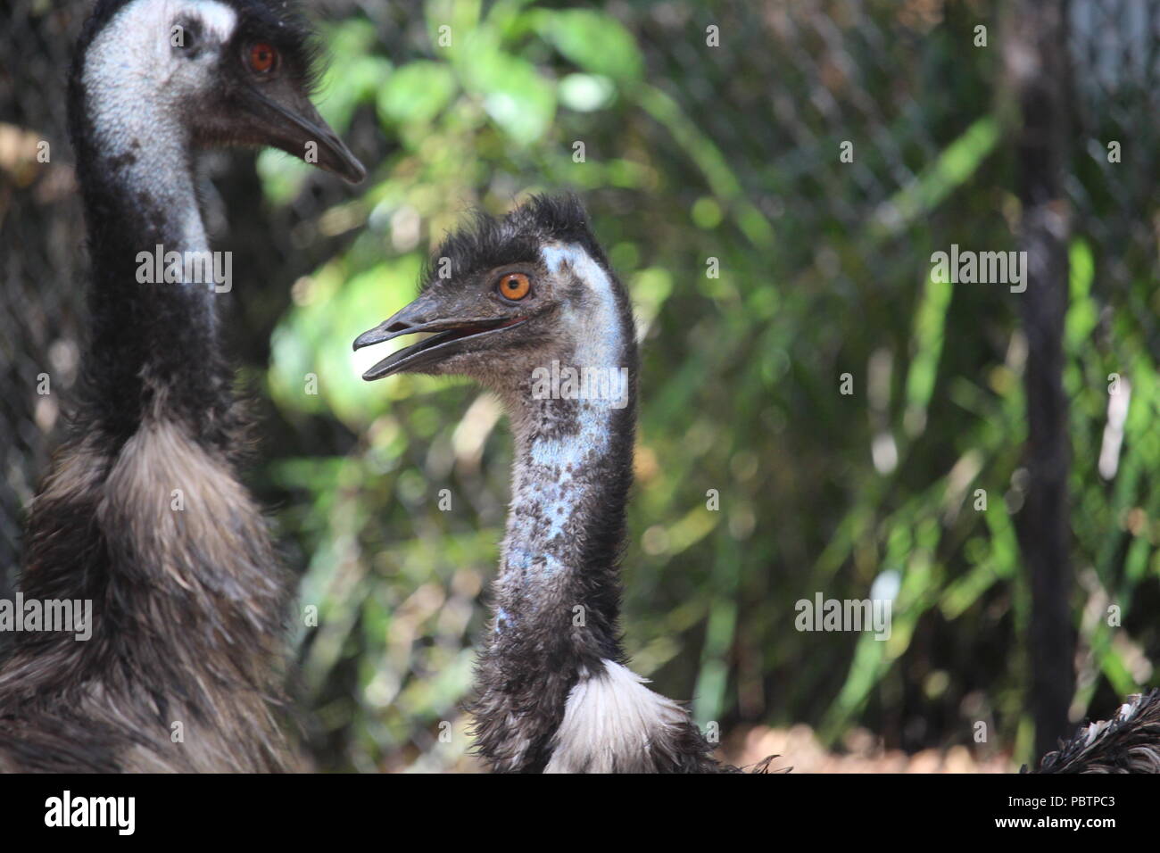 Emu close up Stock Photo - Alamy